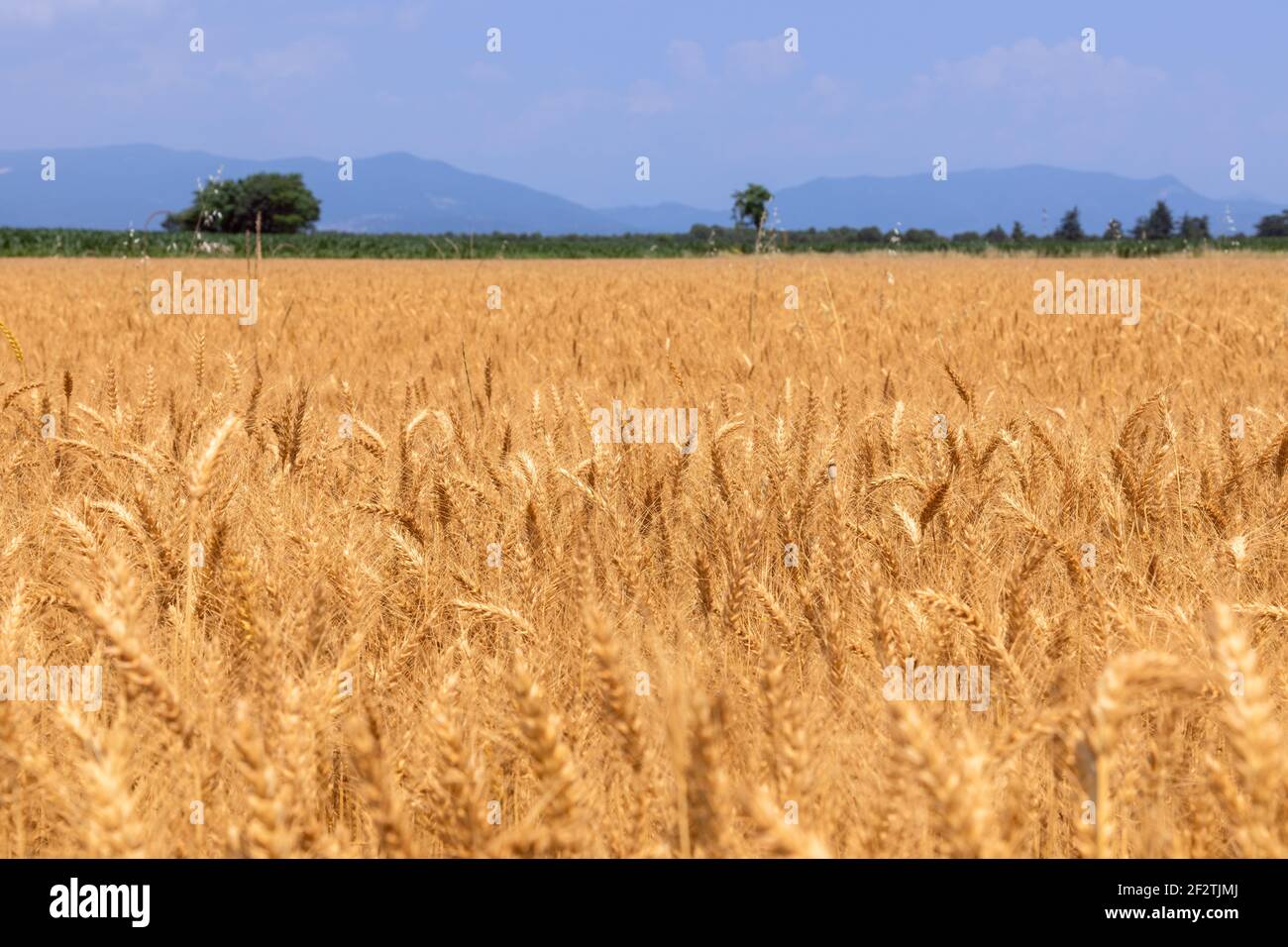 Italy wheat harvest hi-res stock photography and images - Alamy