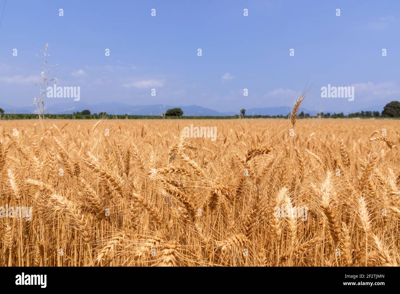 Wheat field ready to harvest hi-res stock photography and images - Alamy