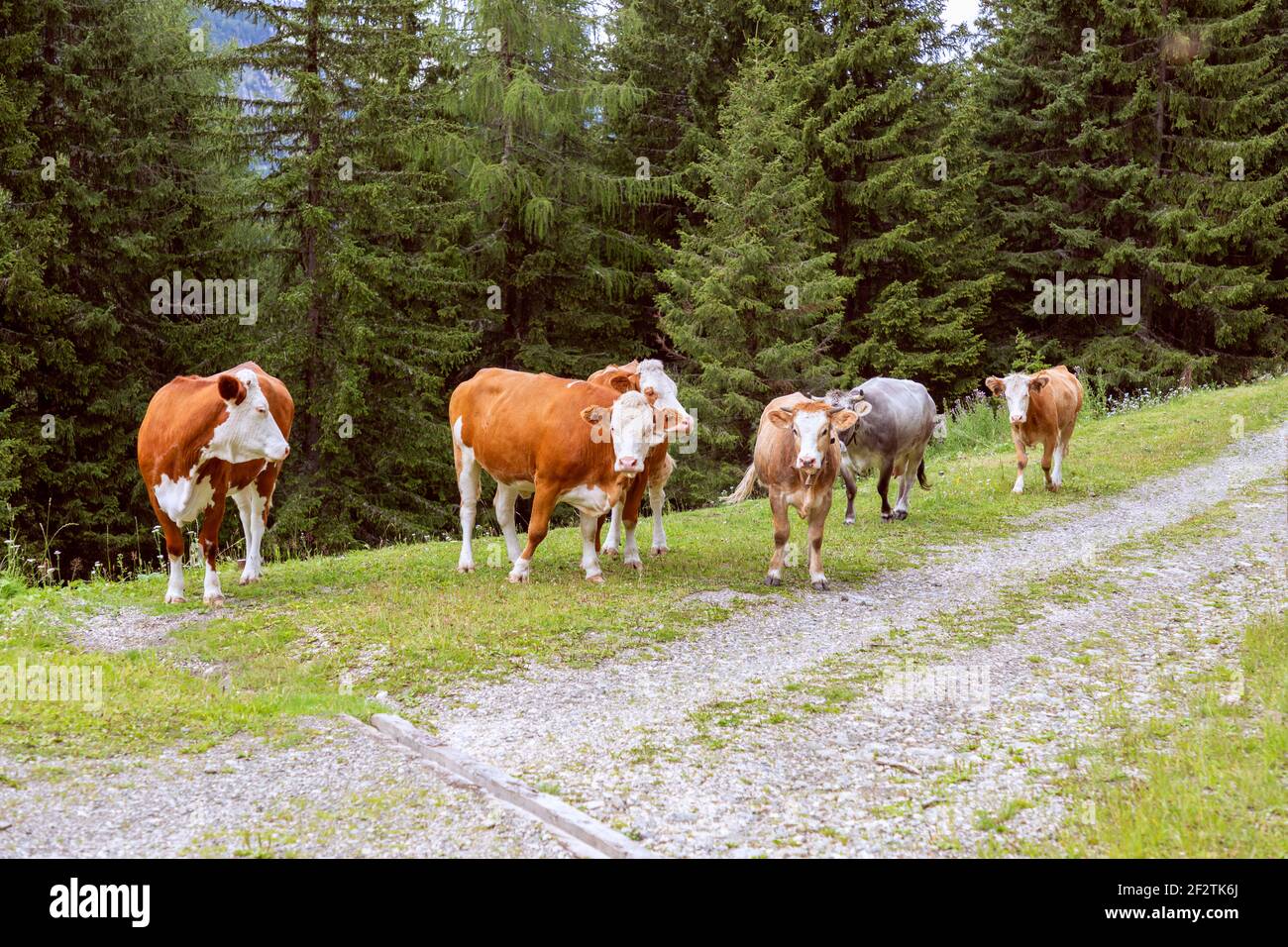 Italian cattle breed hi-res stock photography and images - Alamy