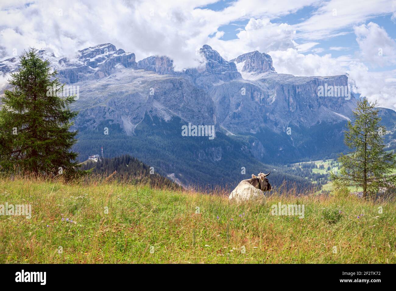 Italian alps mountain pasture grazing hi-res stock photography and ...