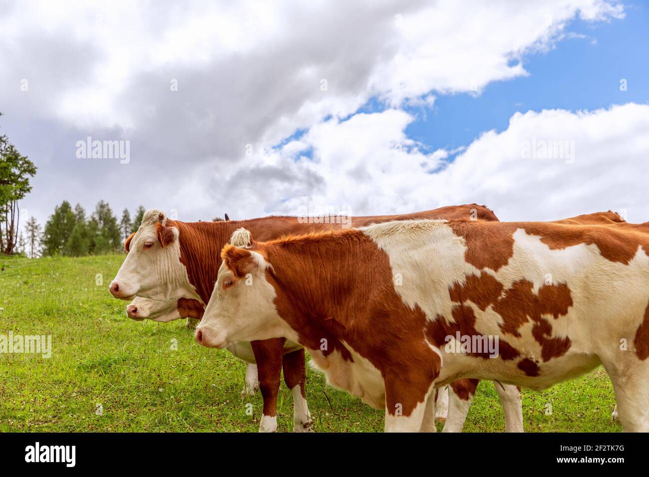 Red cows hi-res stock photography and images - Alamy