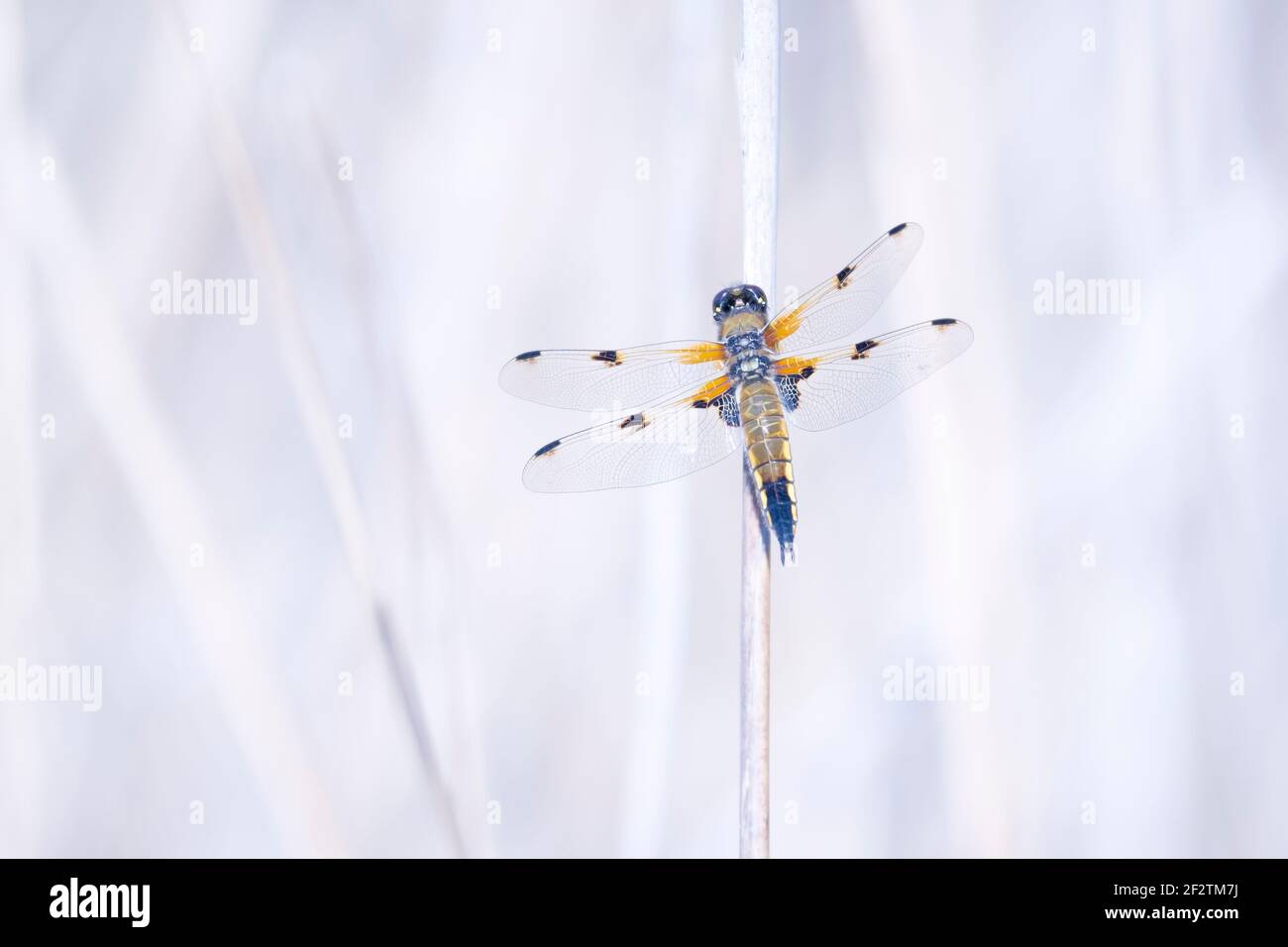 Close-up of a four-spotted chaser, Libellula quadrimaculata, or four-spotted skimmer dragonfly ...