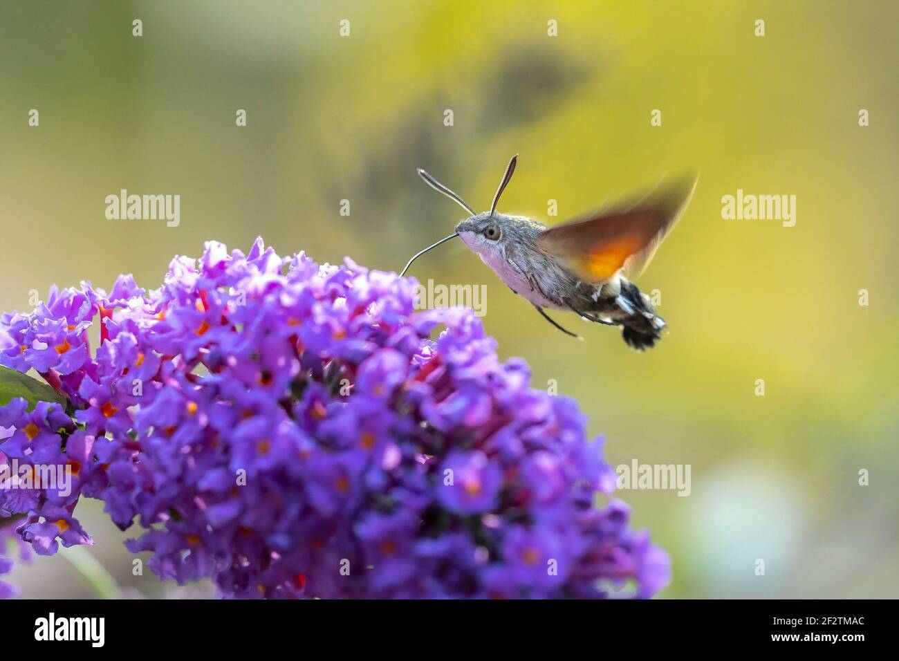 Side view of a hummingbird hawk-moth, Macroglossum stellatarum, feeding ...