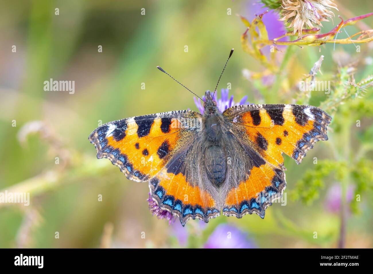 Close-up of the small tortoiseshell Aglais urticae butterfly side view ...