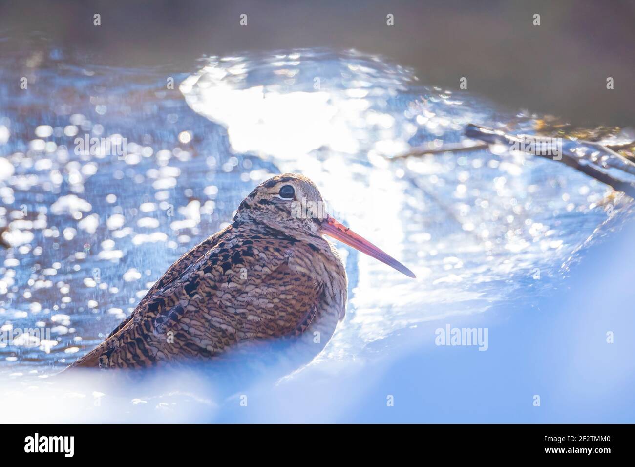 Closeup of a Eurasian woodcock, Scolopax rusticola, foraging in winter ...
