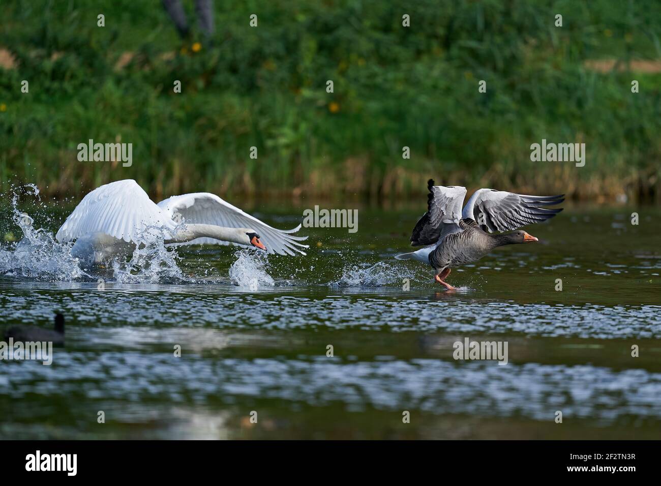 Mute swan chasing a Greylag goose in their natural habitat Stock Photo ...