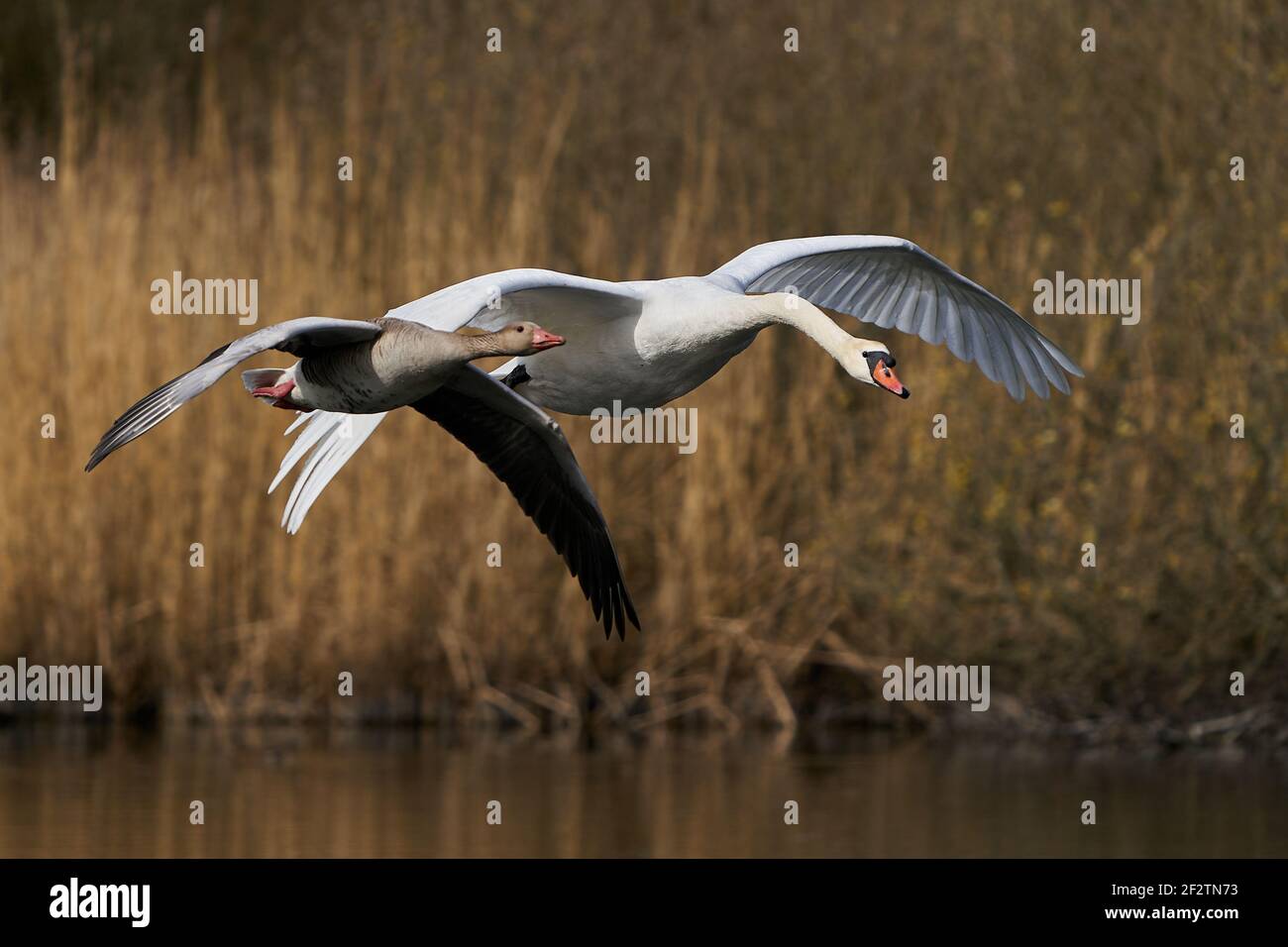 Greylag Goose And Mute Swan High Resolution Stock Photography and ...
