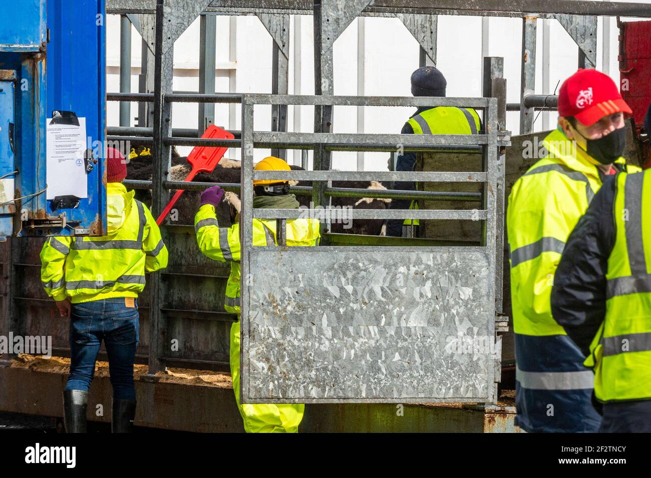 Cork, Ireland. 13th Mar, 2021. The cattle export to Libya continued ...