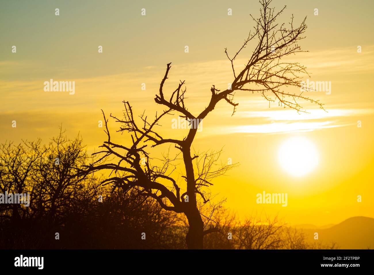 Tree at the sunset Stock Photo - Alamy