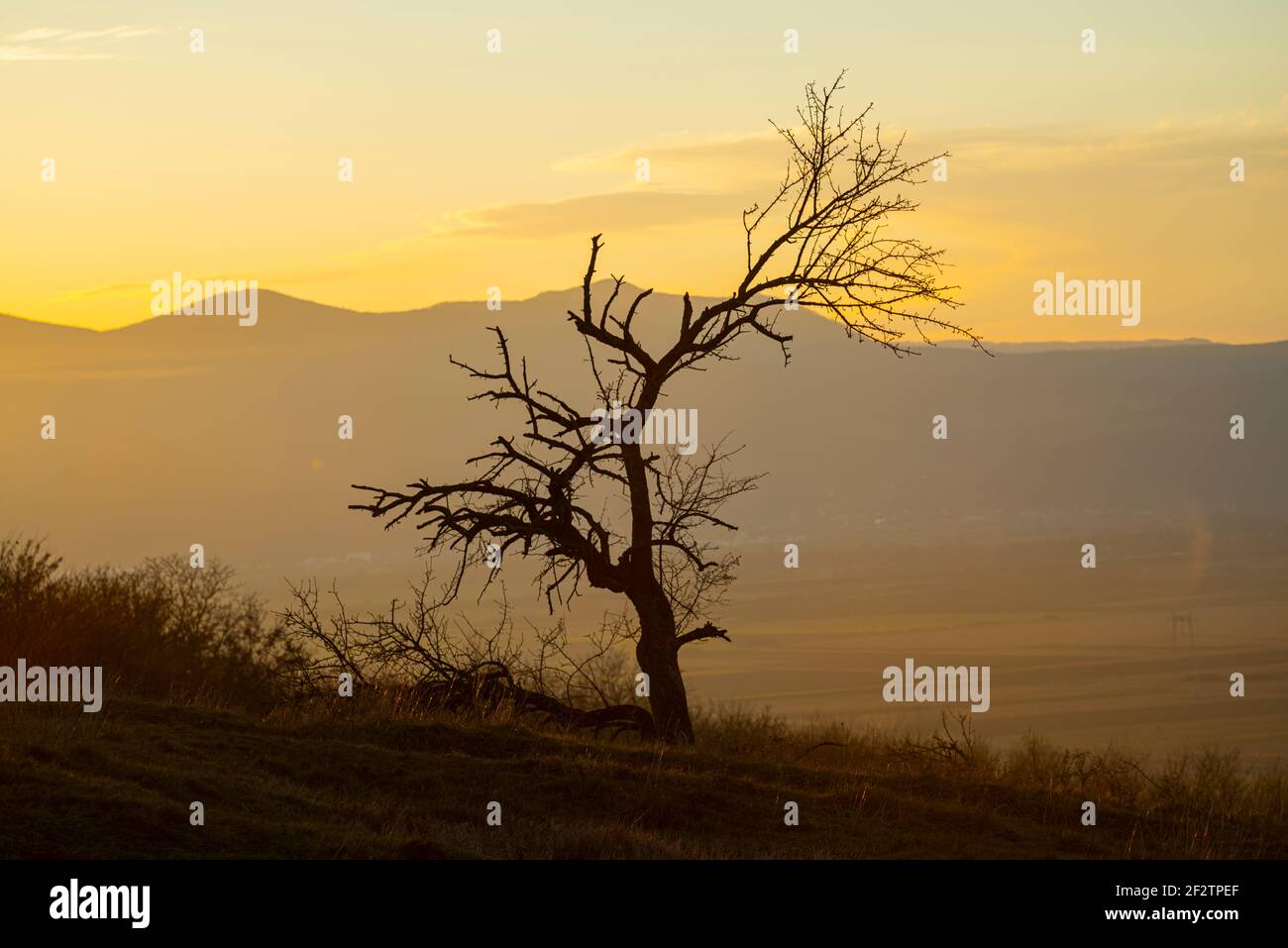 Tree at the sunset Stock Photo - Alamy