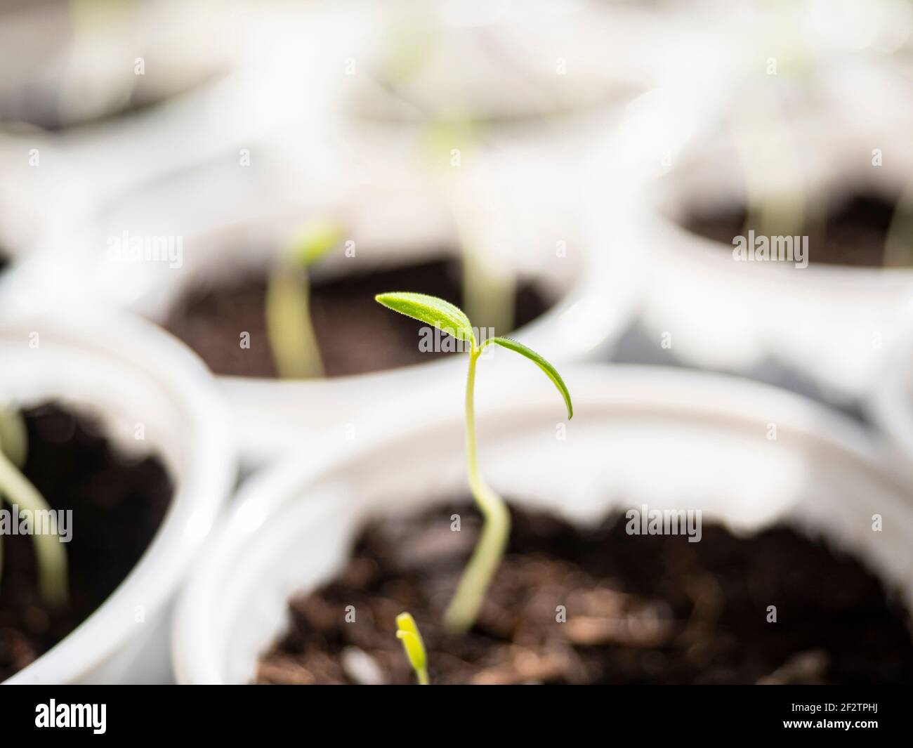 Cherry tomato plants grow hi-res stock photography and images - Alamy