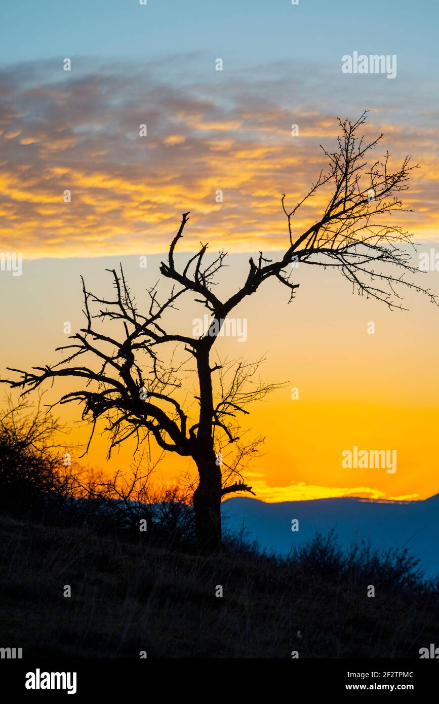 Tree at the sunset Stock Photo - Alamy