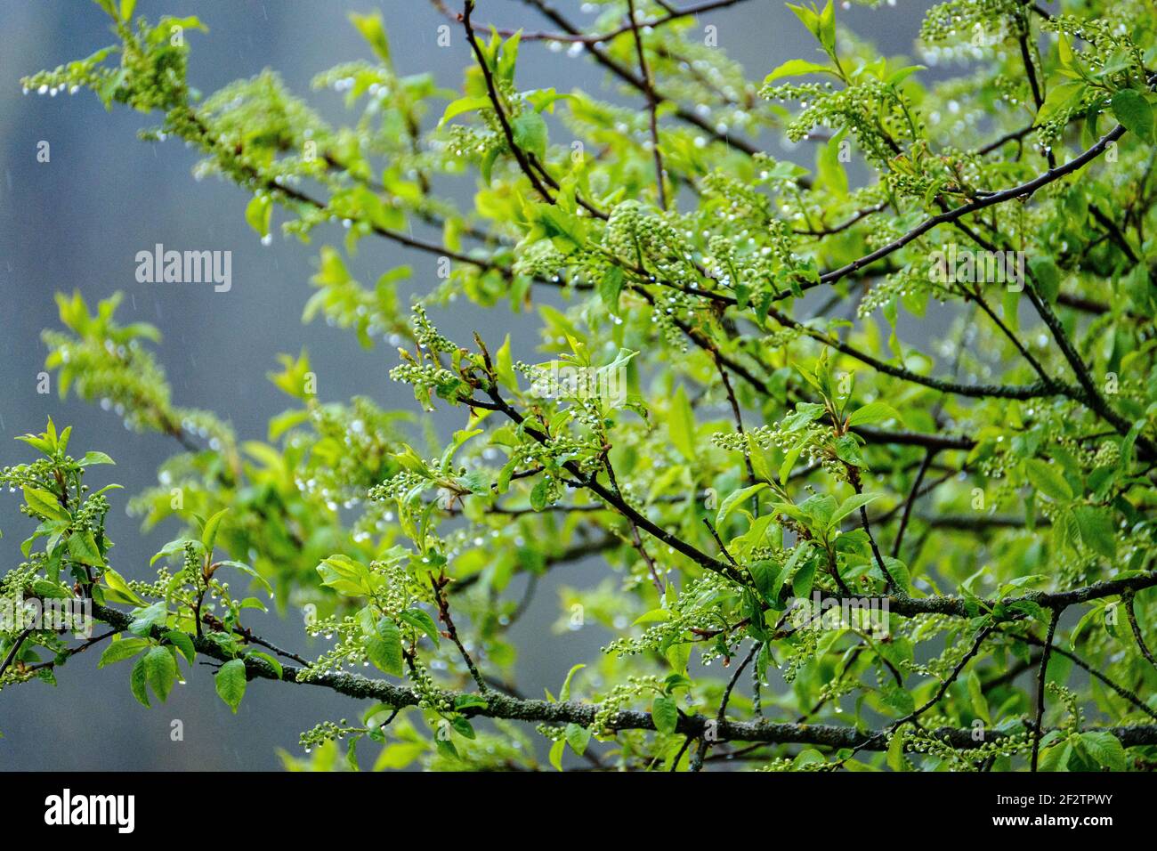wet spring tree leaves on neutral green blur background. garden scene ...