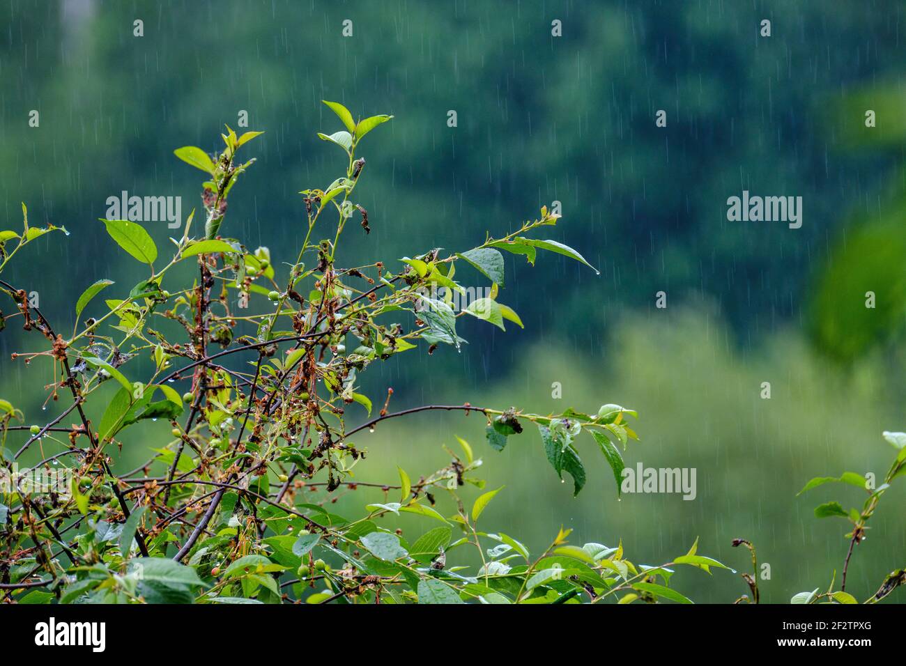 wet spring tree leaves on neutral green blur background. garden scene ...