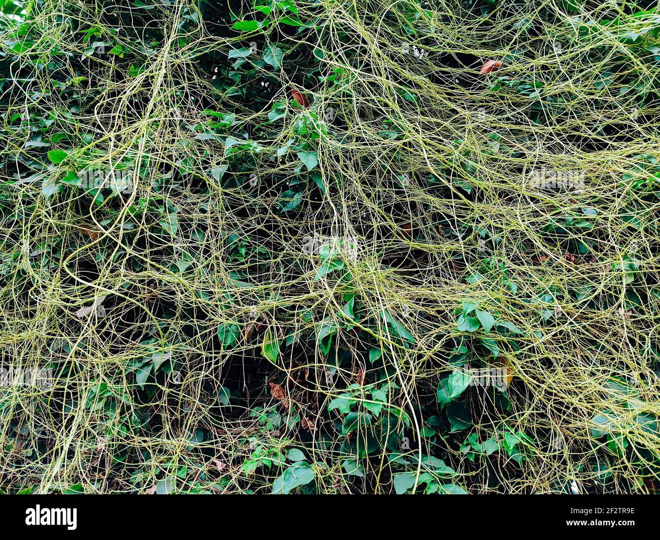 Climber parasite plant hi-res stock photography and images - Alamy