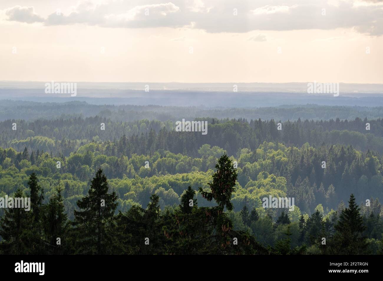 forest view from above with fog and mist, far horizon in summer ...