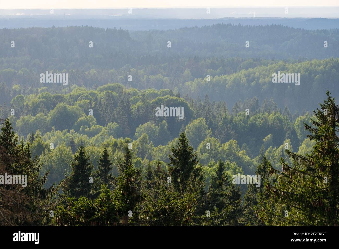 forest view from above with fog and mist, far horizon in summer ...