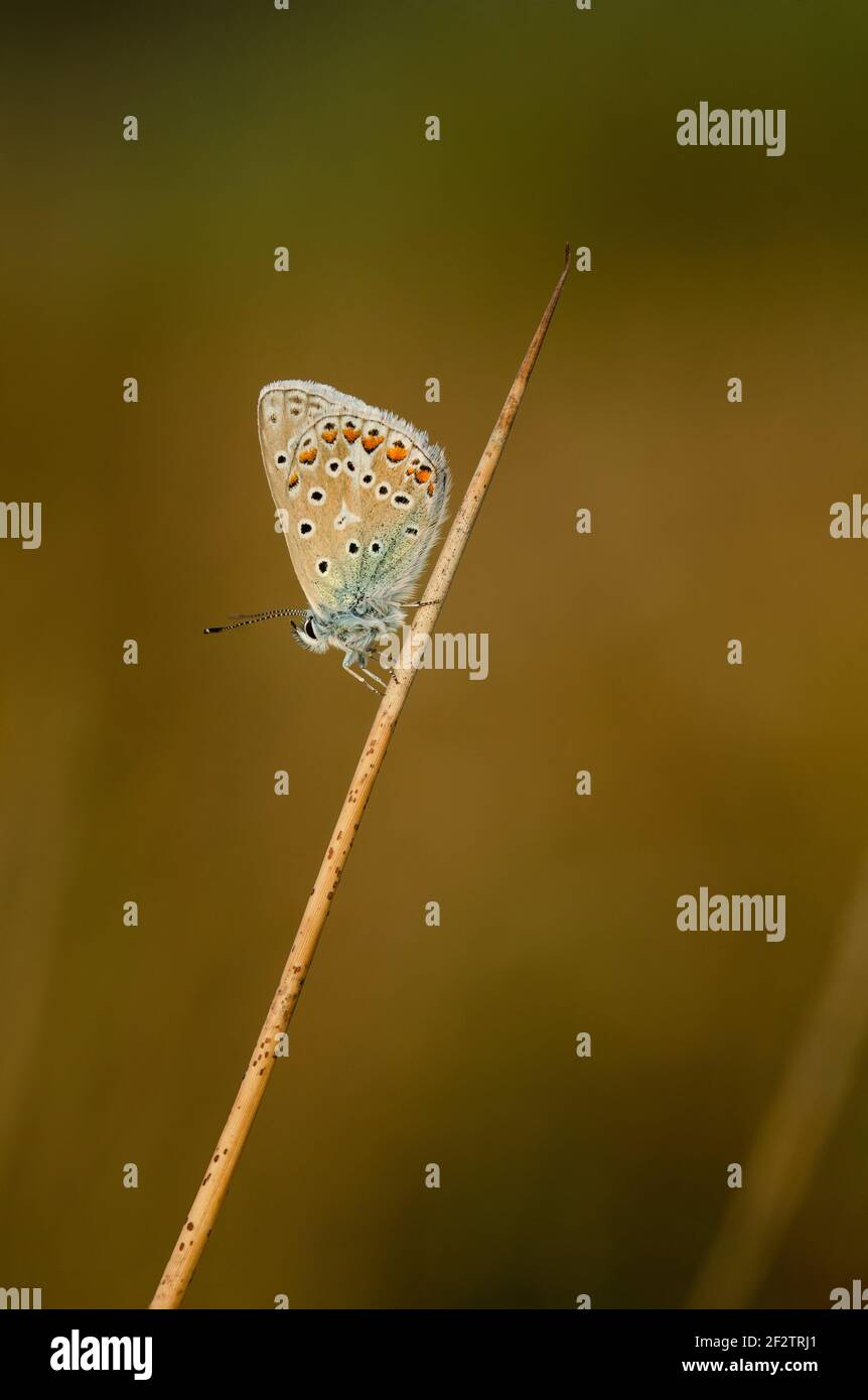 Common Blue Butterfly Stock Photo - Alamy