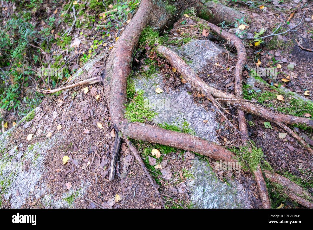dry old tree trunks and roots left in forest. log wood natural in ...