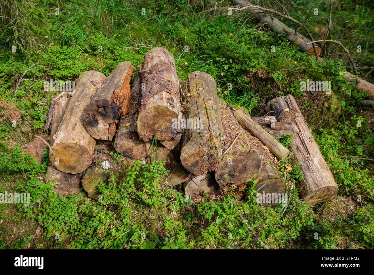 pile of old log wood in countryside forest scene with moss and green ...