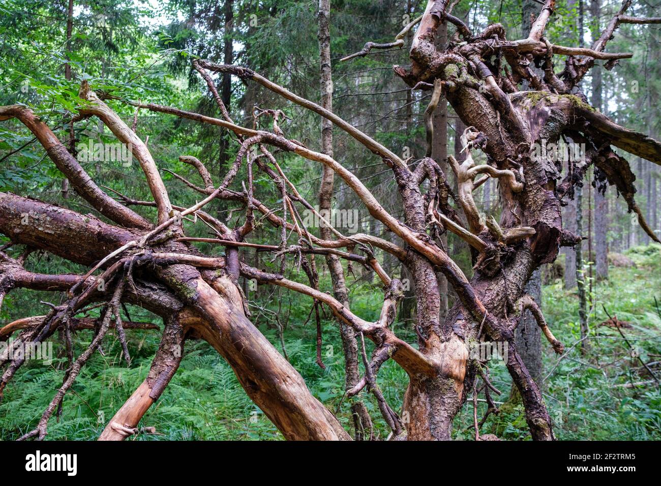 dry old tree trunks and roots left in forest. log wood natural in ...