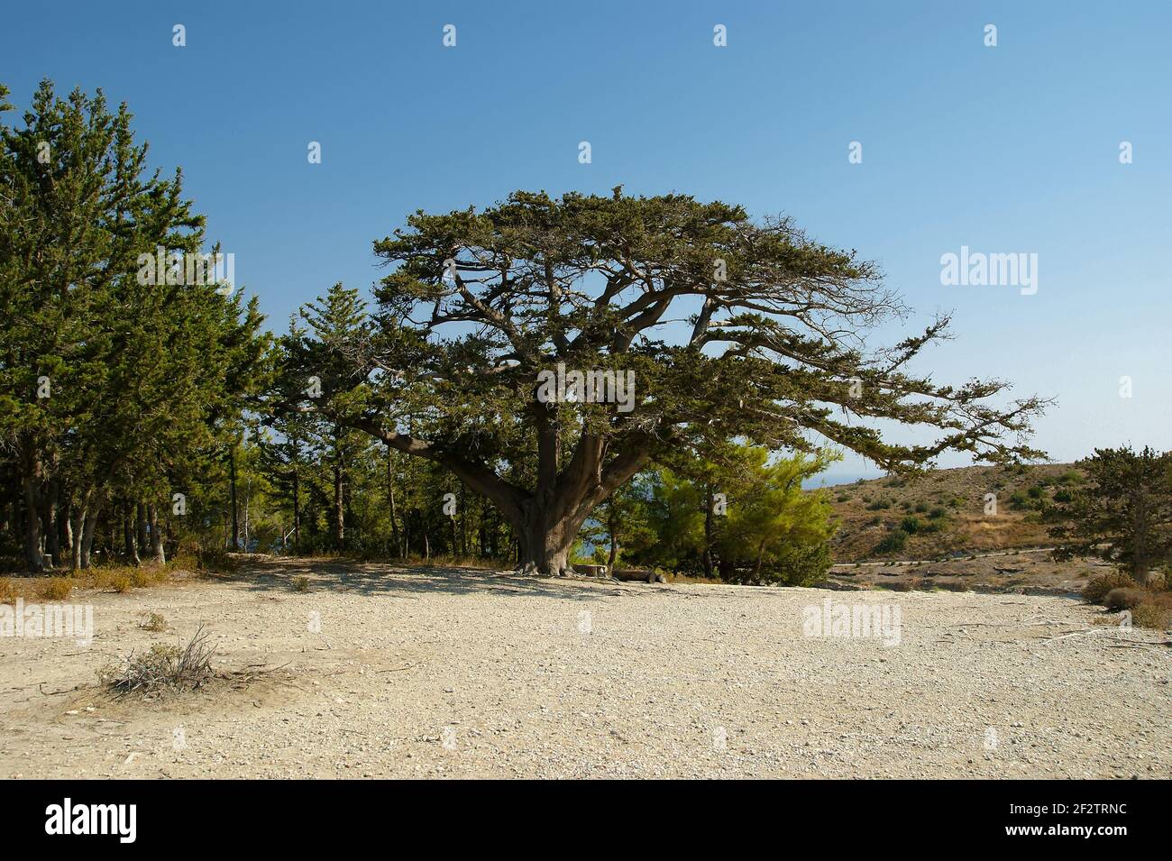 Typical landscape of the island of Rhodes, Greece Stock Photo - Alamy