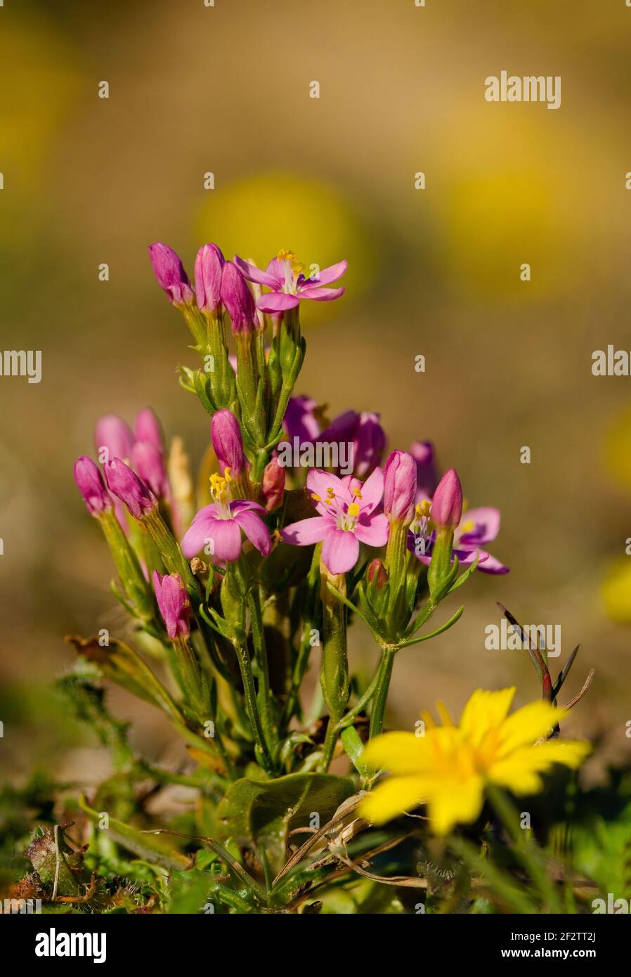 Yellow centaury hi-res stock photography and images - Alamy