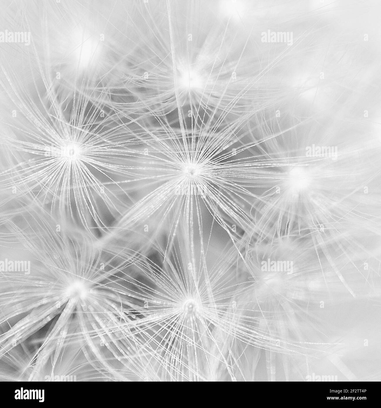 Seedhead taraxacum officinalis hi-res stock photography and images - Alamy