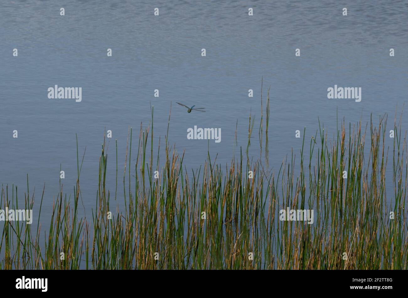 An Emperor Dragonfly in flight above reeds on the edge of a large pond ...