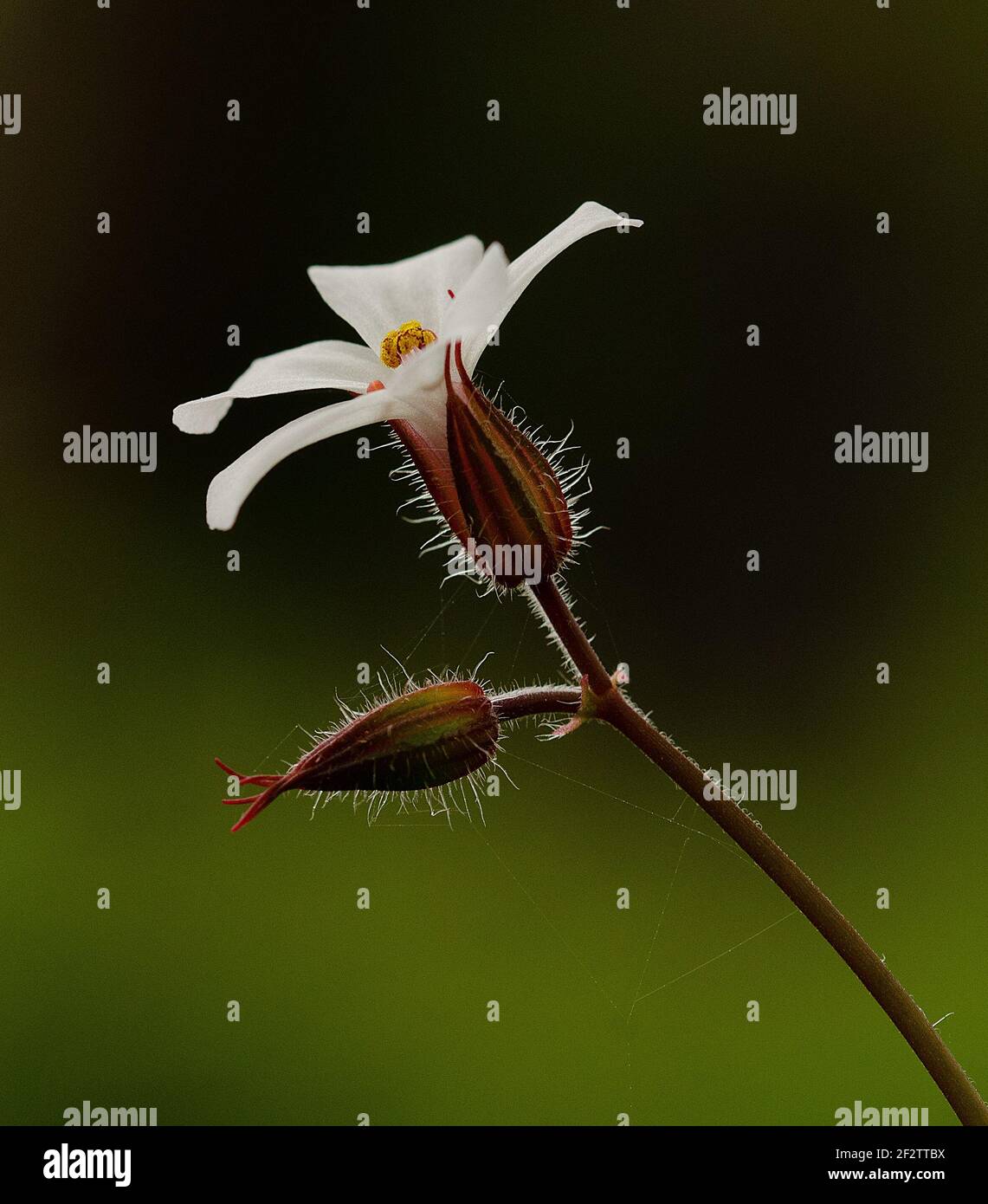 A single White Herb Robert flower with a bud, showing hairy filaments ...