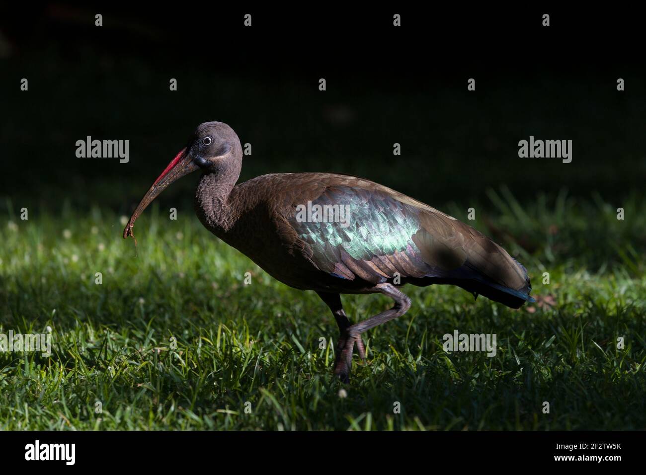 A Hadada ibis (Bostrychia hagedash), in a garden, Karen, Nairobi, Kenya ...