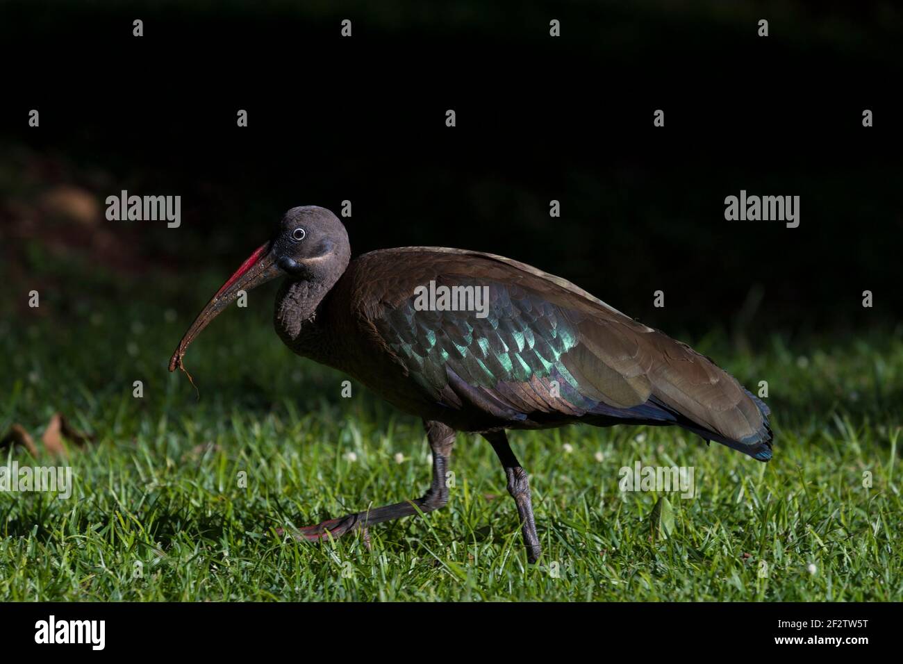 A Hadada ibis (Bostrychia hagedash), in a garden, Karen, Nairobi, Kenya ...