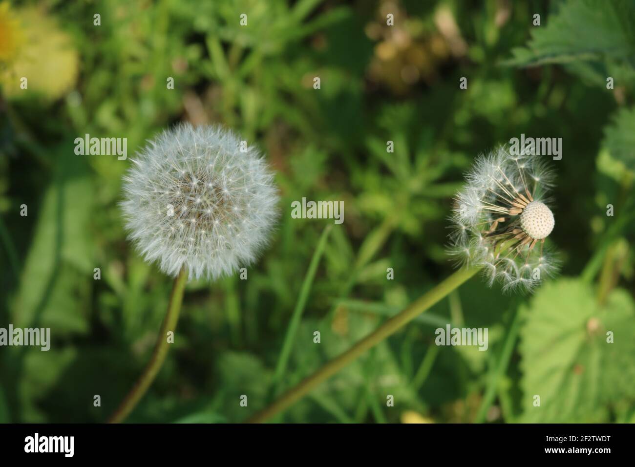 One Full Dandelion and one half dandelion in bloom Stock Photo - Alamy