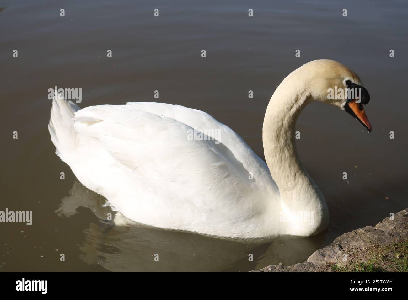 White Swan, UK Stock Photo - Alamy