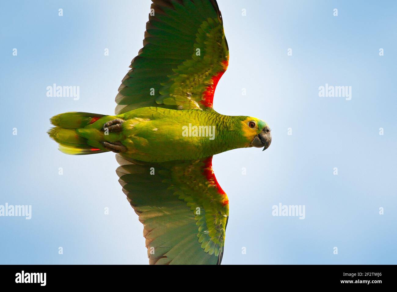 Parrot from Brazil in habitat. Turquoise-fronted amazon, Amazona ...