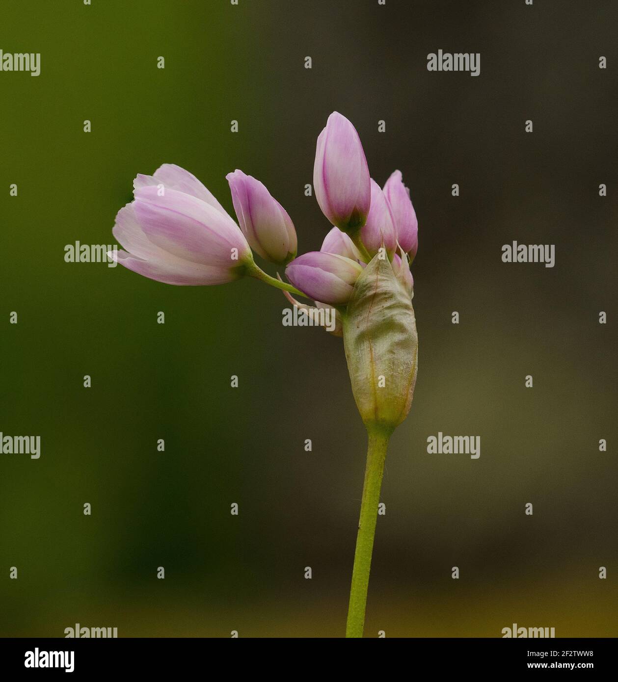 Umbels of rosy pink flowers hi-res stock photography and images - Alamy