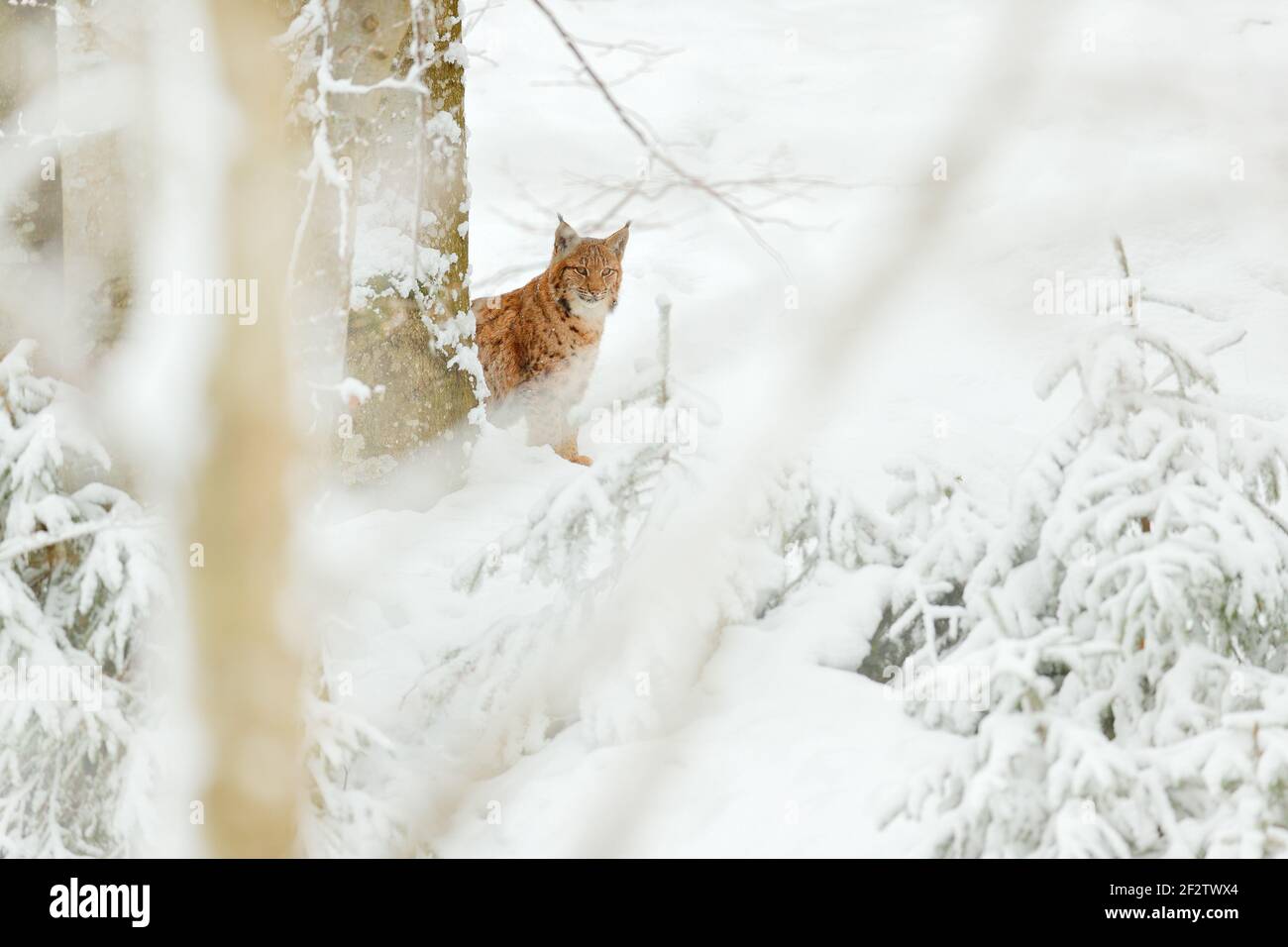 Lynx in snow forest. Eurasian Lynx in winter. Wildlife scene from Czech ...