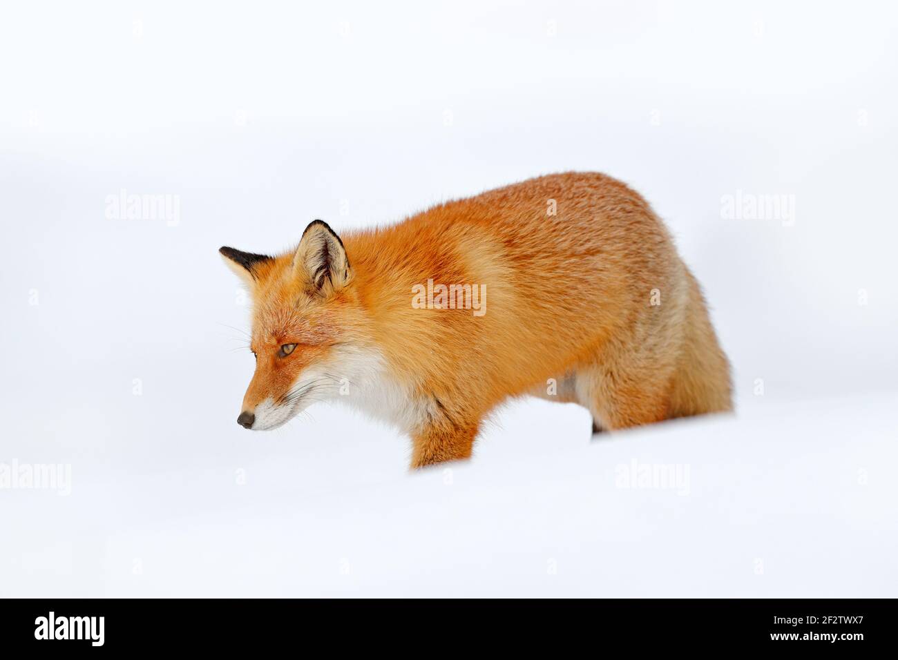 Winter, animal, funny, cold hi-res stock photography and images - Alamy