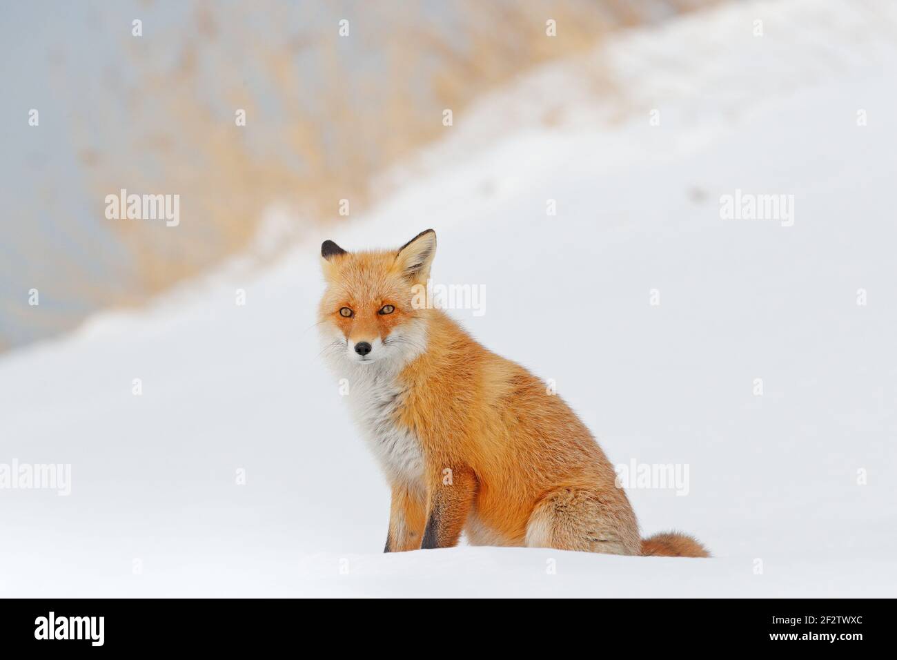Nice fox hi-res stock photography and images - Alamy