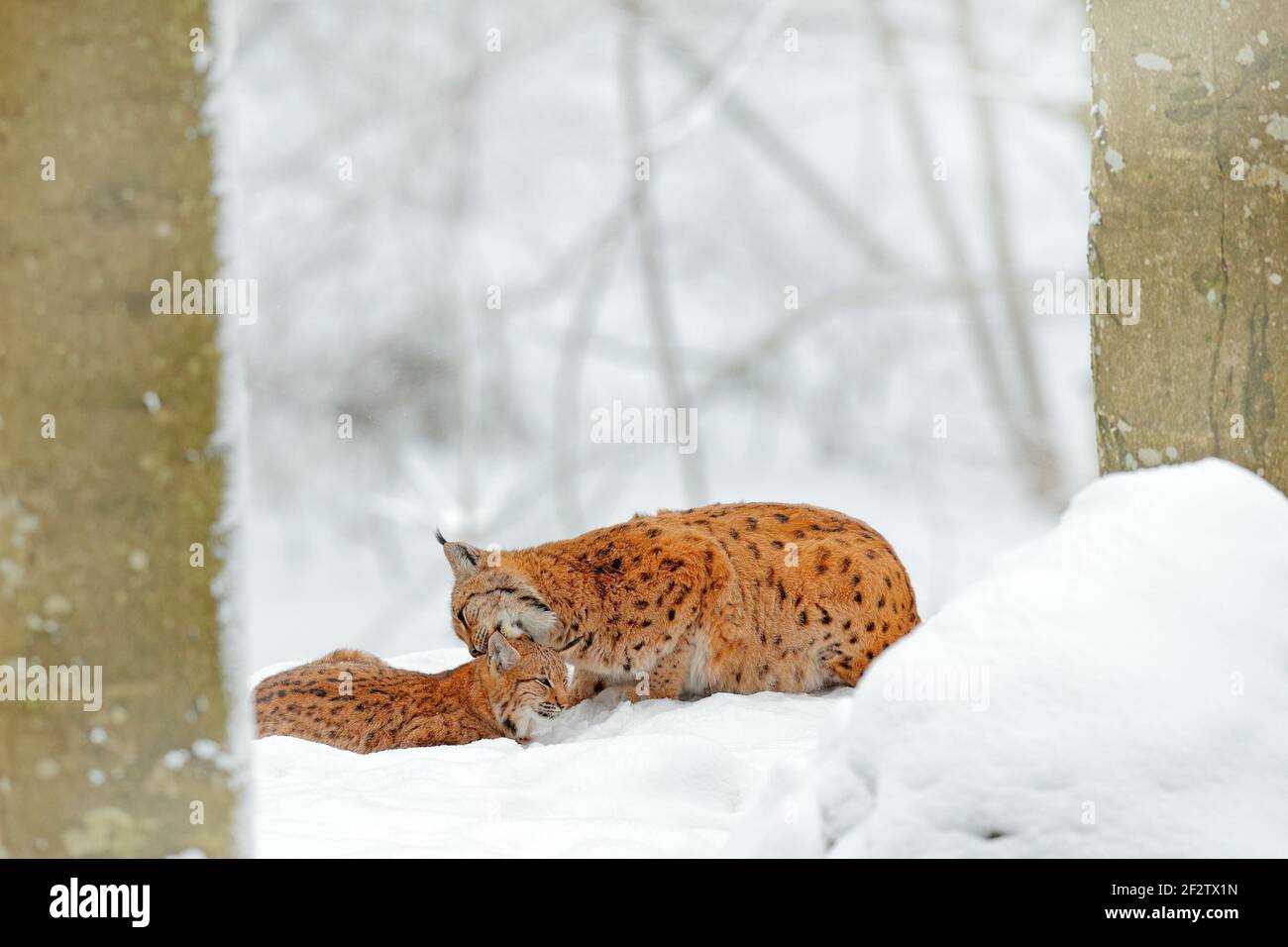 Mother with young, wild cat family. Lynx in nature wildlife habitat ...