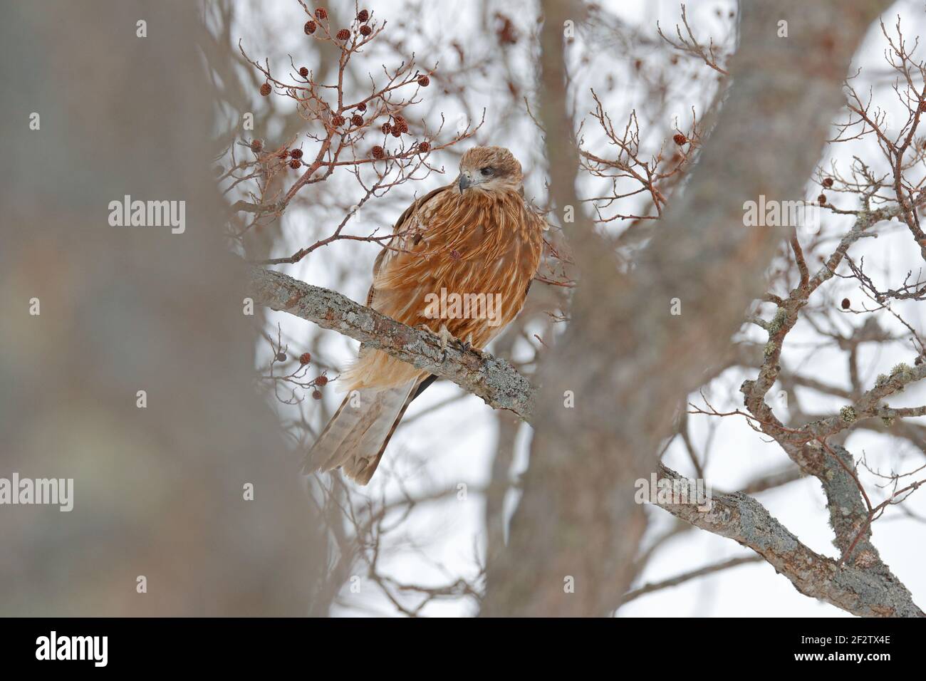 Black kite, Milvus migrans, sitting on the tree with snow winter. Snowy ...