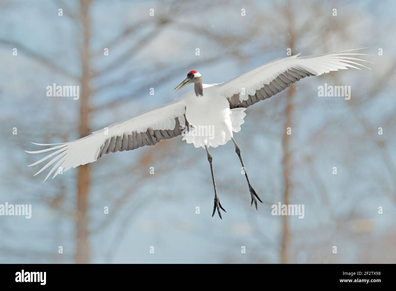 Crane in fly. Winter Japan. Flying White bird Red-crowned crane, Grus ...