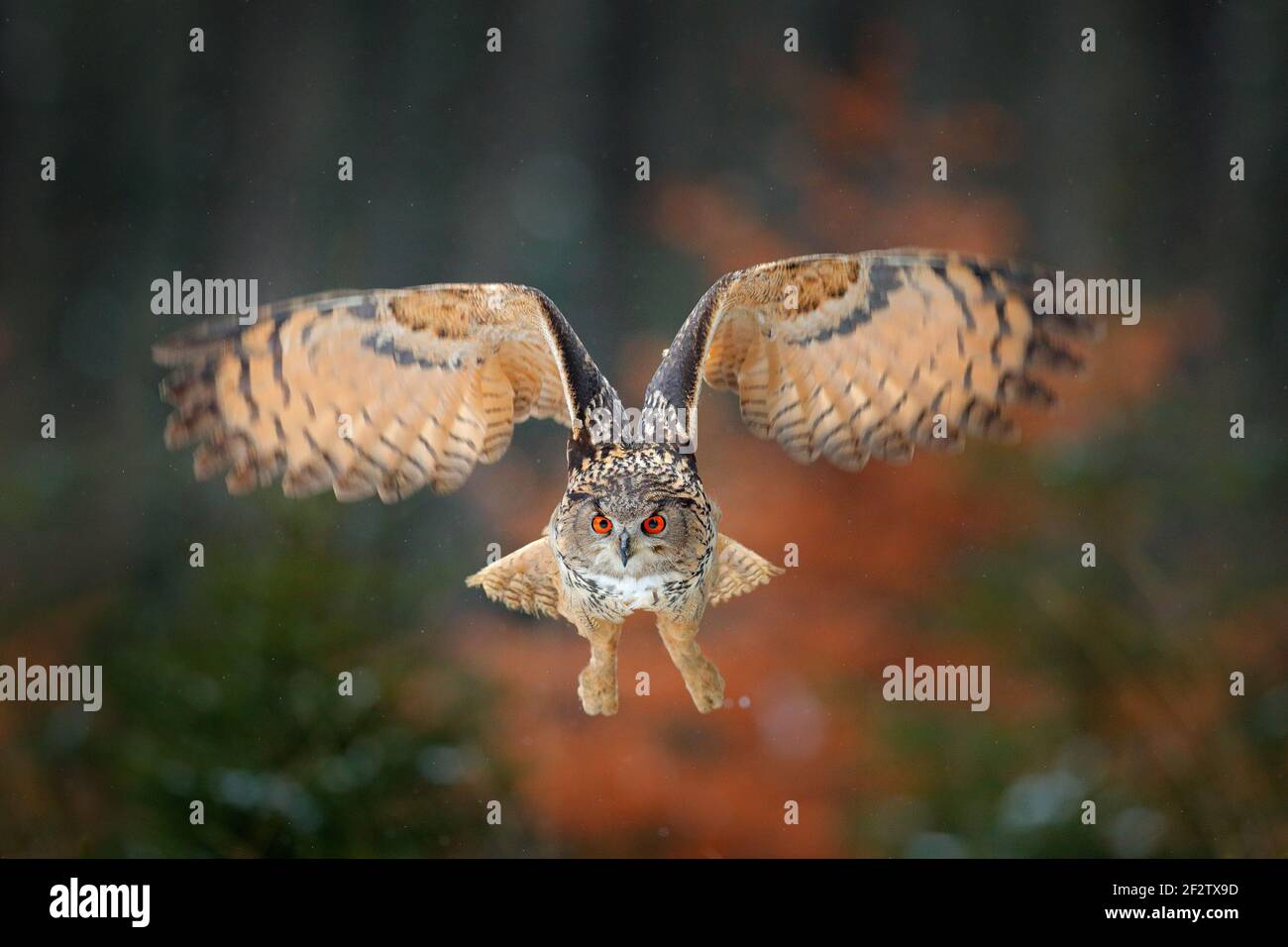 Eagle owl flying in forest. Flight Eagle owl with open wings in habitat ...