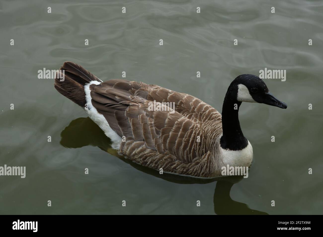 Goose swimming in the canal, UK Stock Photo - Alamy