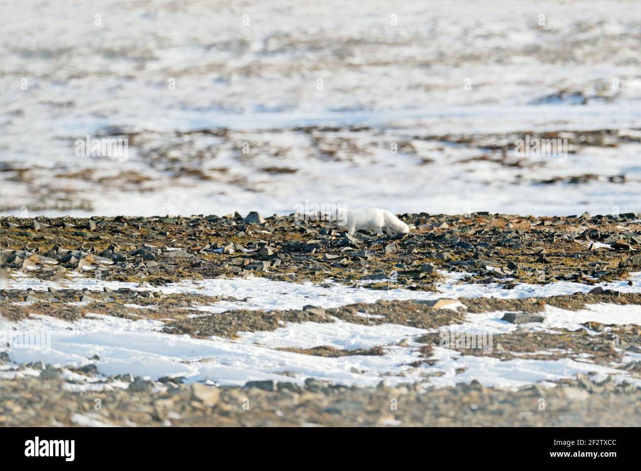 Polar fox in habitat, winter landscape, Svalbard, Norway. Beautiful ...
