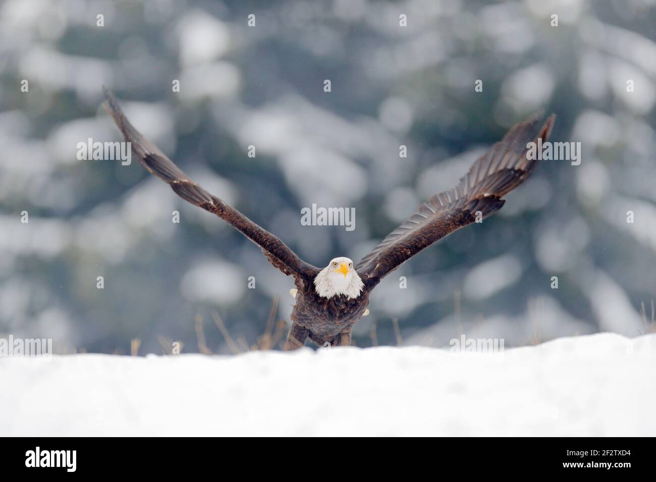 Eagle star. Bald Eagle, Haliaeetus leucocephalus, flying brown bird of prey with white head ...