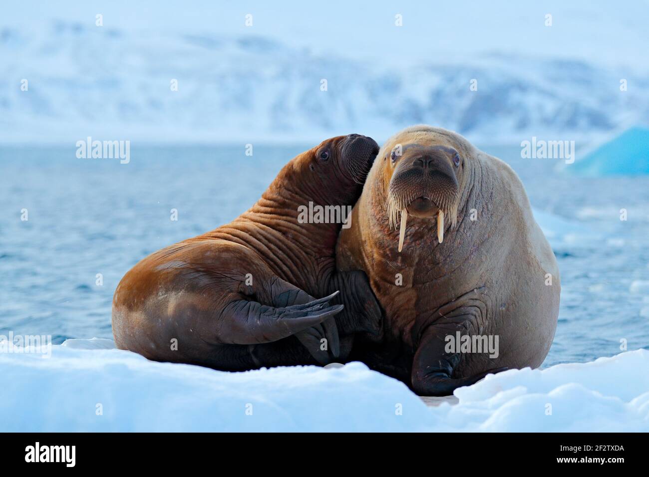 Mother with cub. Young walrus with female. Winter Arctic landscape with ...