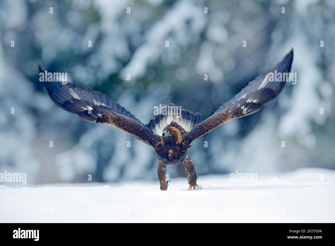 Snow winter with eagle. Bird of prey Golden Eagle with kill hare in ...