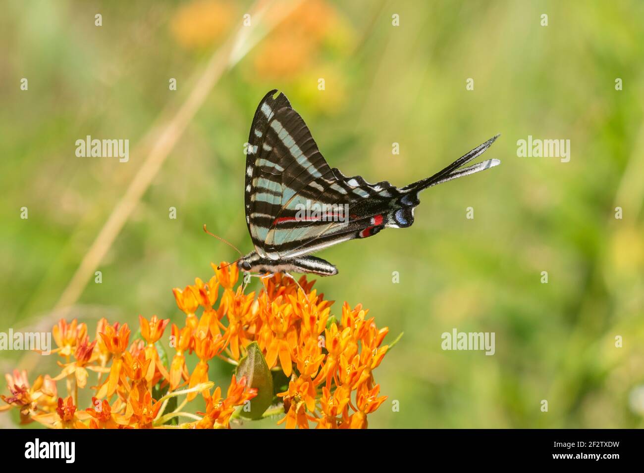 Zebra swallowtail hi-res stock photography and images - Alamy