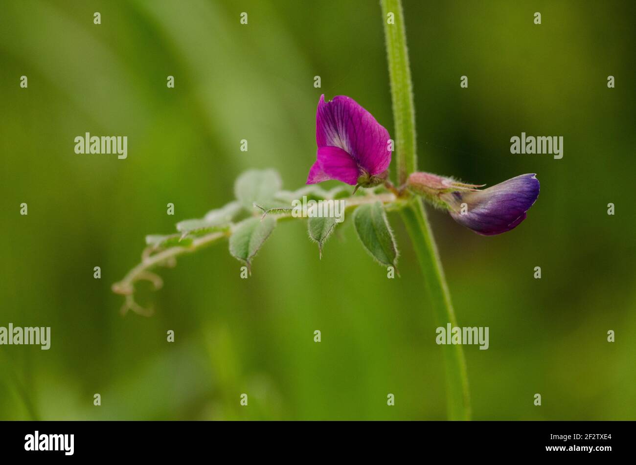 Winter tares hi-res stock photography and images - Alamy